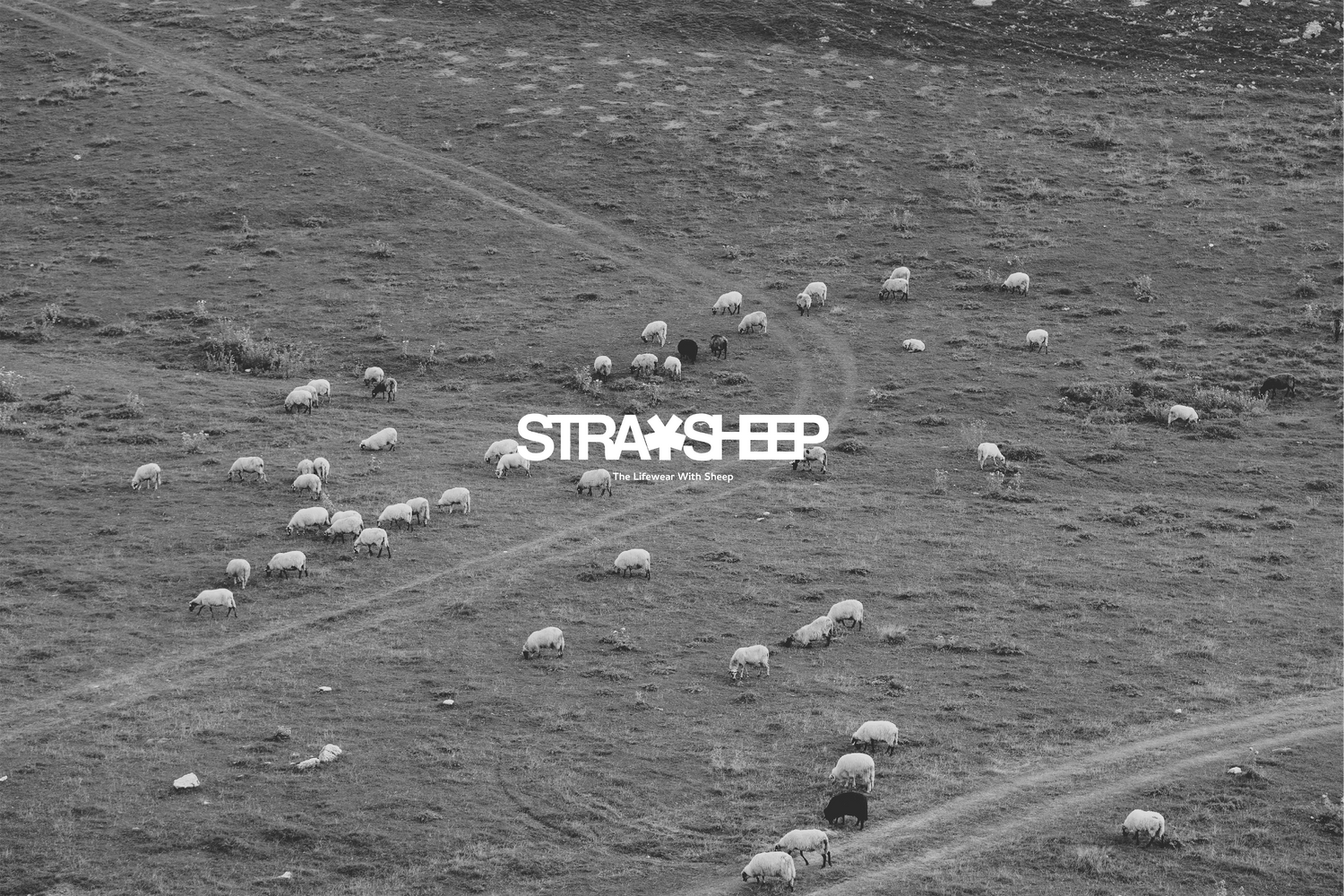 MAISON STRAYSHEEP